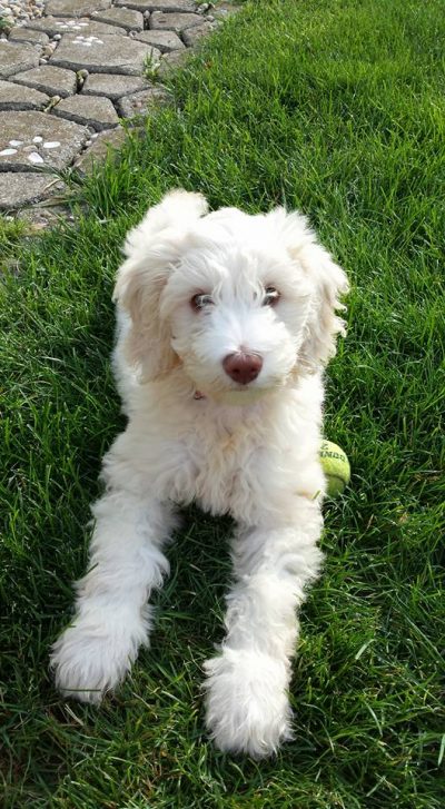 Carrie and Gideon- Australian Labradoodle 40-45 lbs Mediums born August ...
