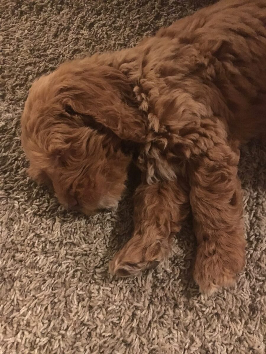 Zaria and Nicodemus-Petite Miniature Australian Labradoodle Born 12/17 ...