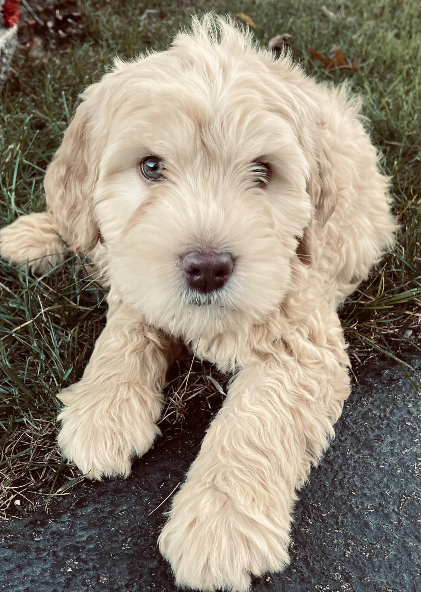 Miniature Australian Labradoodles-Pippa and Nicodemus born August 25 ...