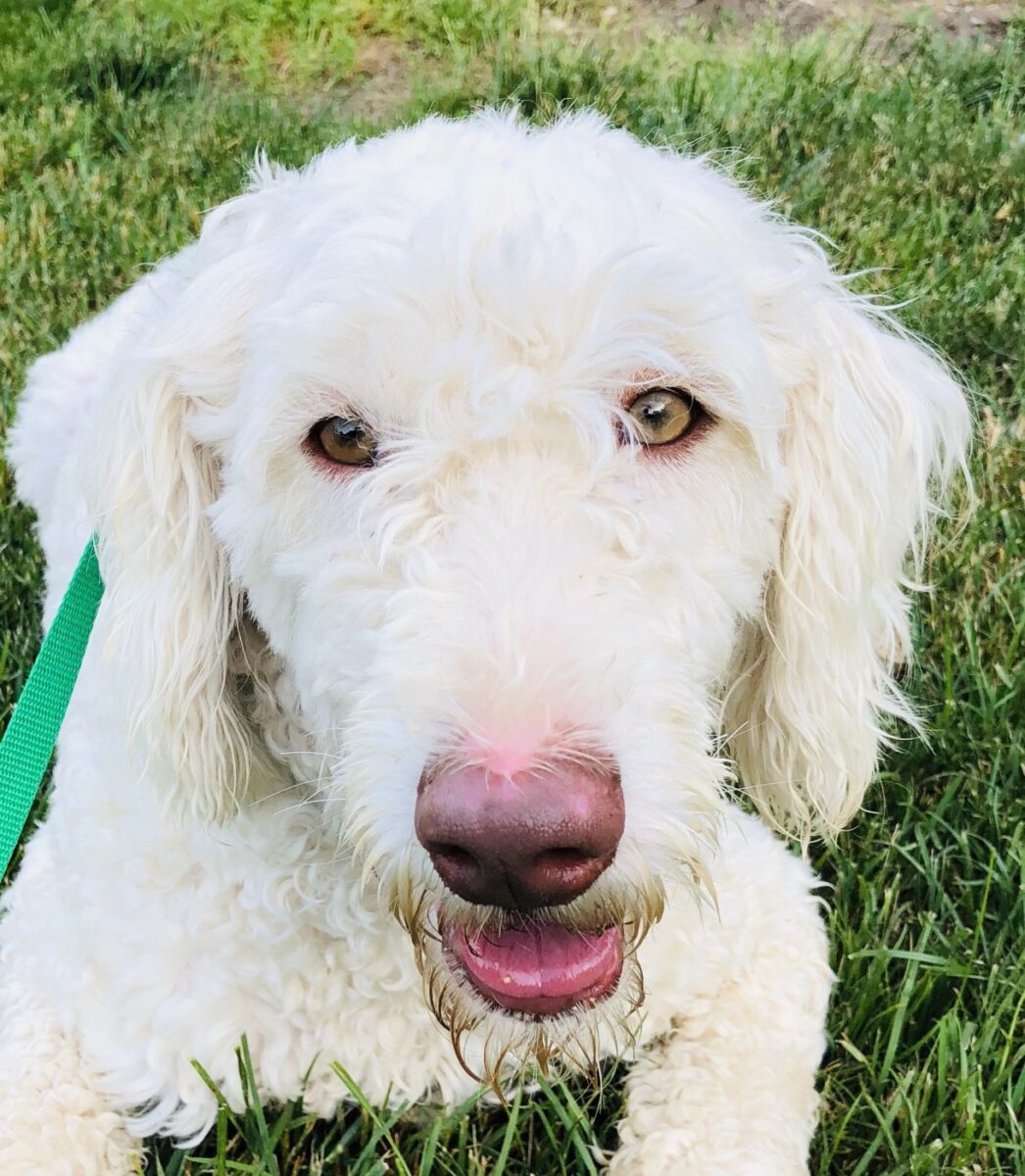 Carrie and Gideon- Australian Labradoodle 40-50 lbs- Due end of August ...