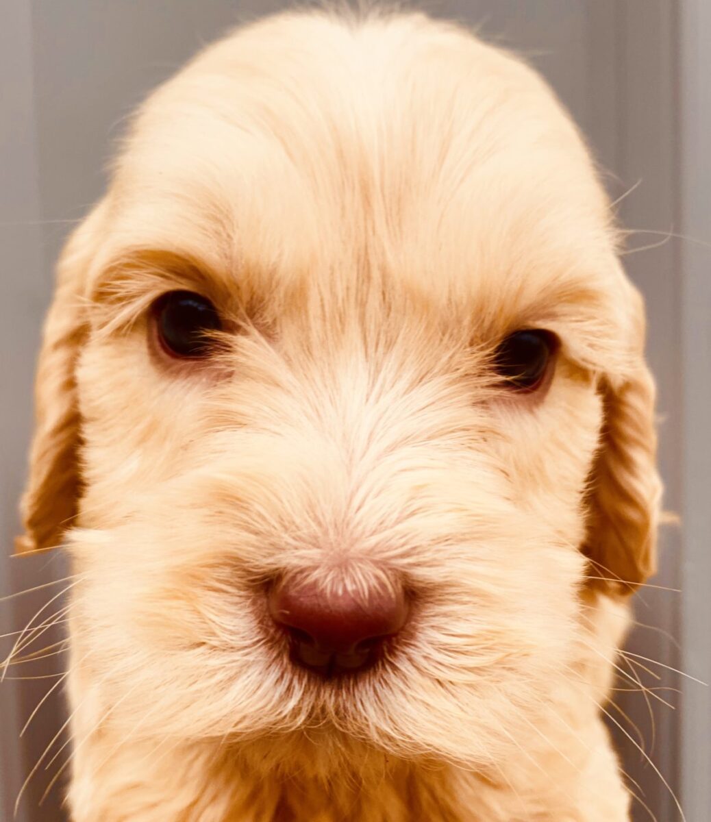 Carrie and Gideon- Australian Labradoodle 40-45 lbs Mediums born August ...