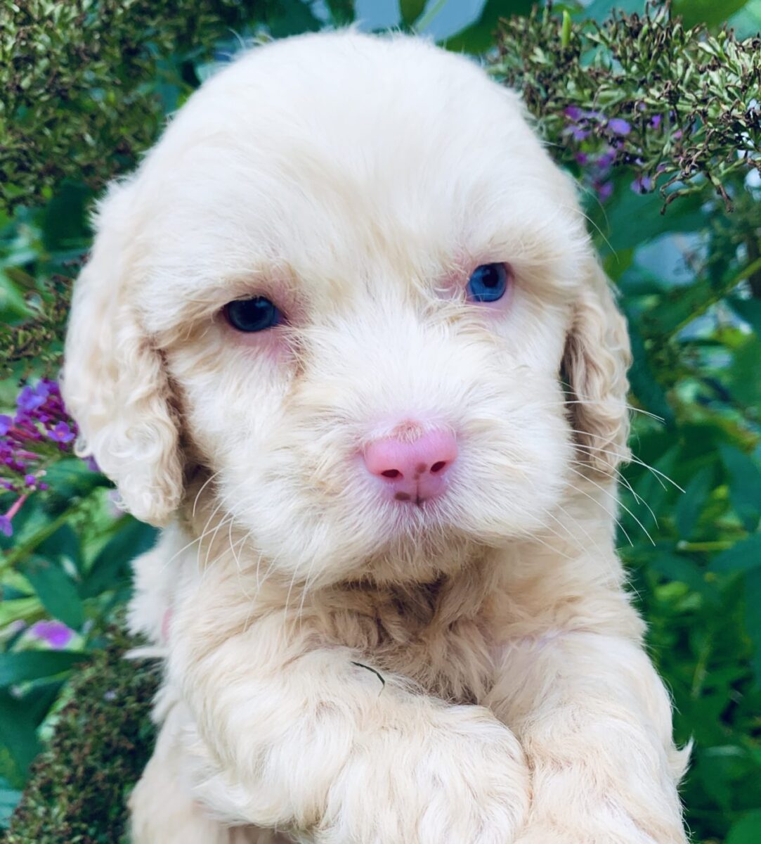 Carrie and Gideon- Australian Labradoodle 40-45 lbs Mediums born August ...