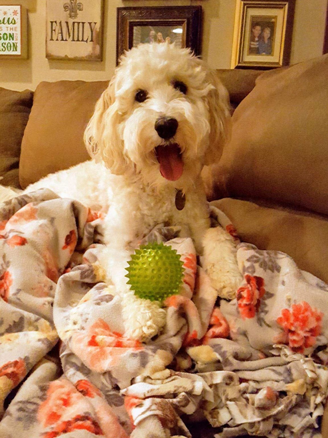 Delilah and Gus-small medium Australian Labradoodles Due mid February ...