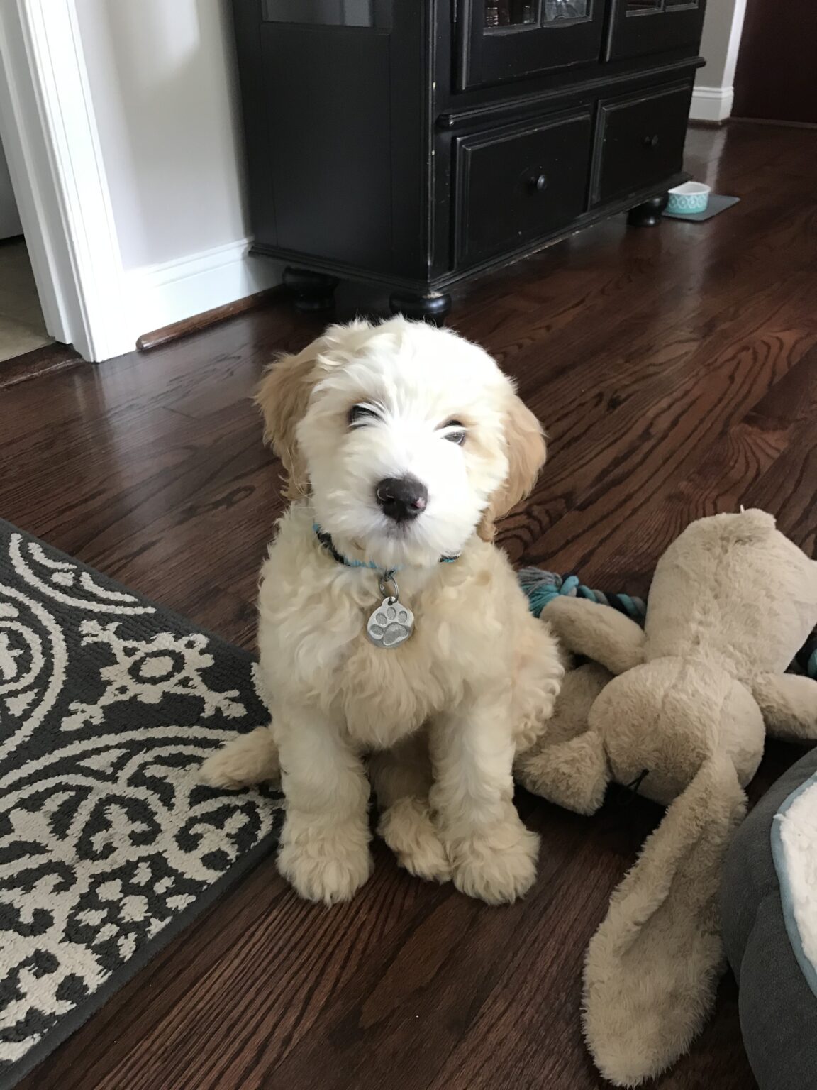 Zaria and Harrison- small miniature Australian Labradoodles born Nov 26 ...