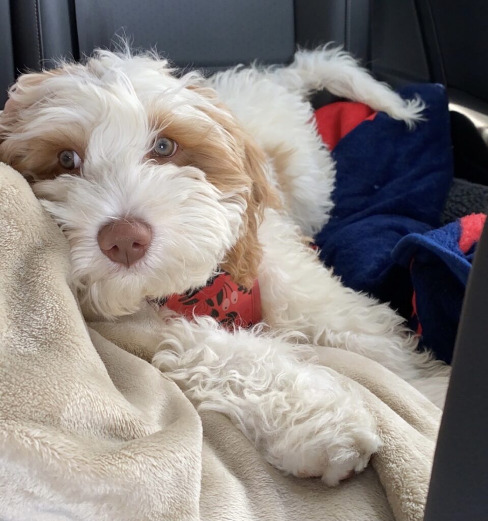 Miniature Australian Labradoodles- Ginger and Nicodemus born April 1 ...