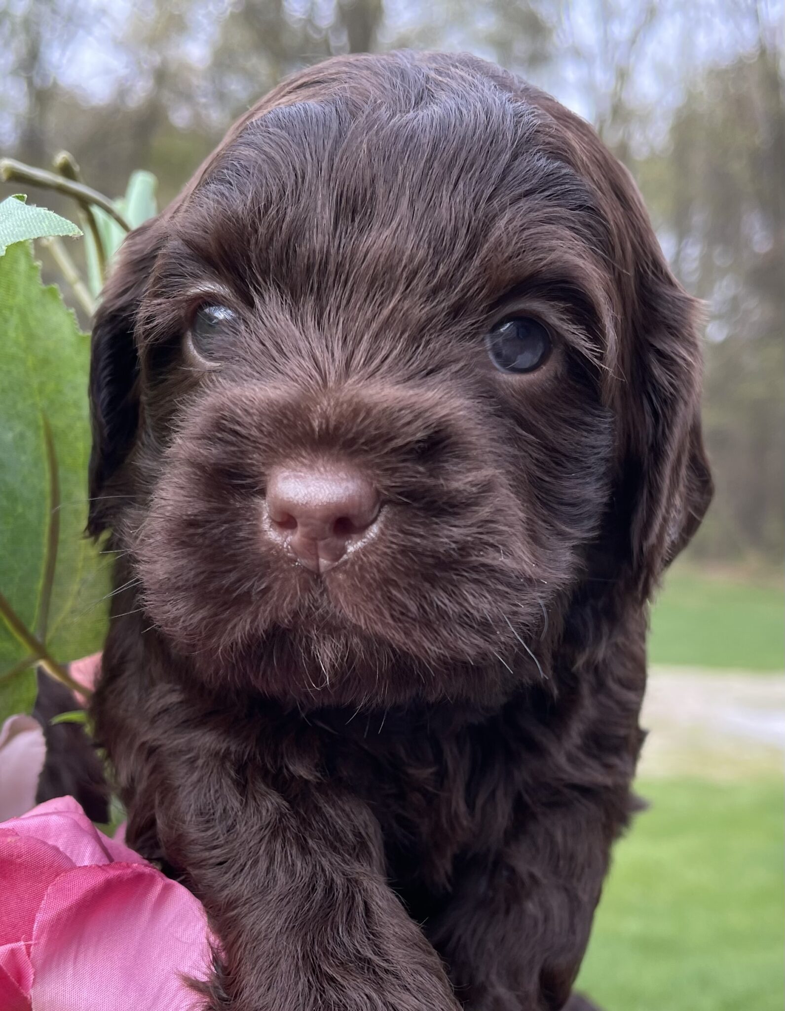 Standard size Australian Labradoodles born April 2, 2025. Lexi and Boaz ...