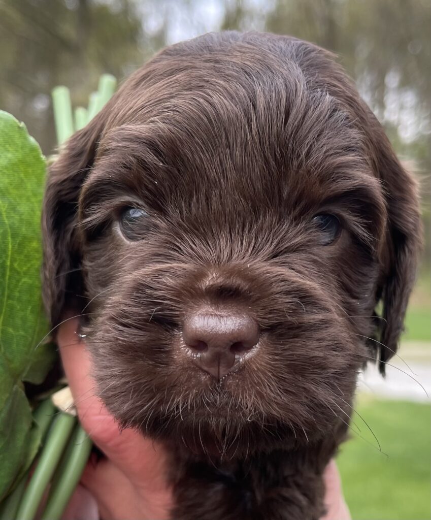 Paris and Boaz- Medium Australian Labradoodles born August 5, 2023 ...