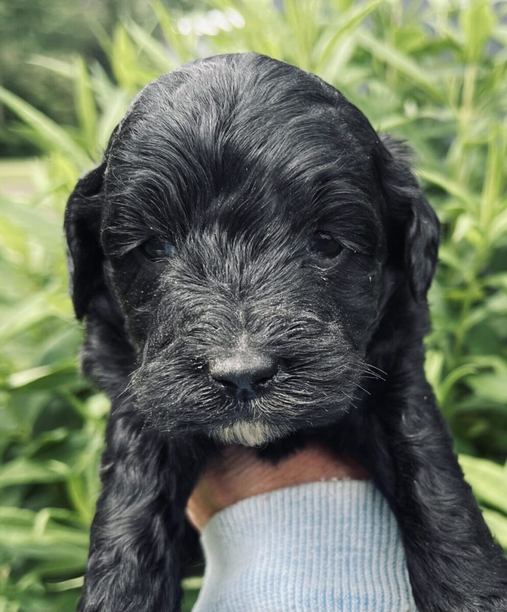 Miniature Australian Labradoodles- Fern and Nicodemus- Born May 12 ...
