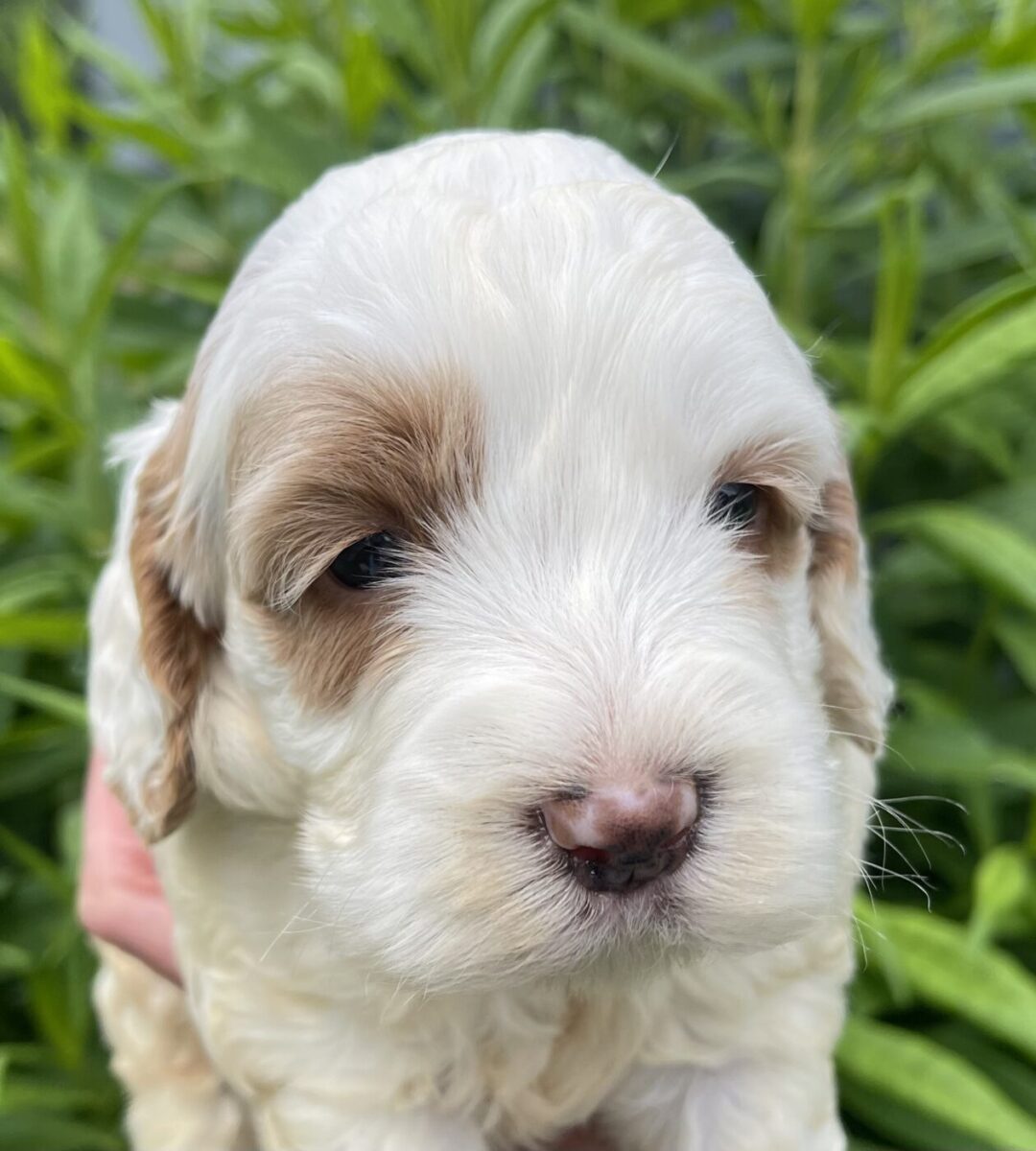 Miniature Australian Labradoodles- Fern and Nicodemus- Born May 12 ...