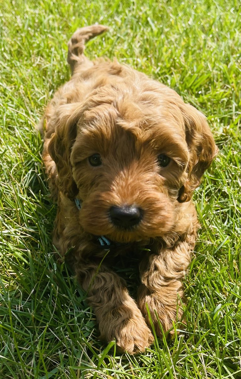 Miniature Australian Labradoodles- Pippa and Nicodemus- Born September ...