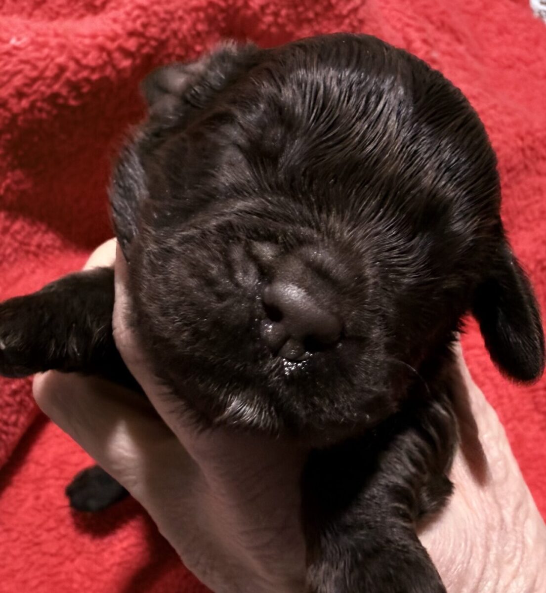 Standard size Australian Labradoodles Saleh and Boaz- Born Jan 2, 2025 ...