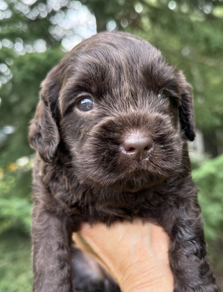 STANDARD SIZE AUSTRALIAN LABRADOODLES due December 1, 2025 Lexi and ...